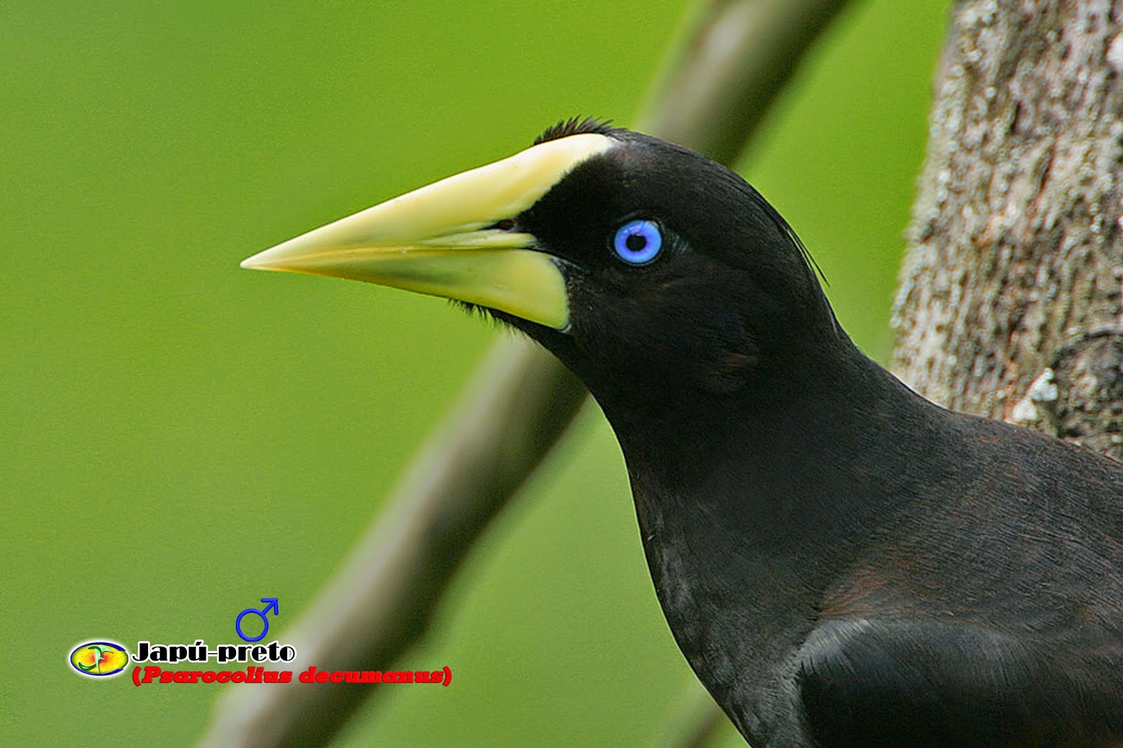 Zoologia: Japu-preto (Psarocolius decumanus)